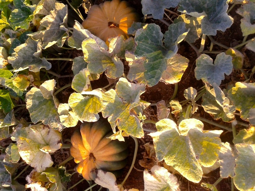 Exploring the Archives: HelloFresh Delicious History | The Fresh Times