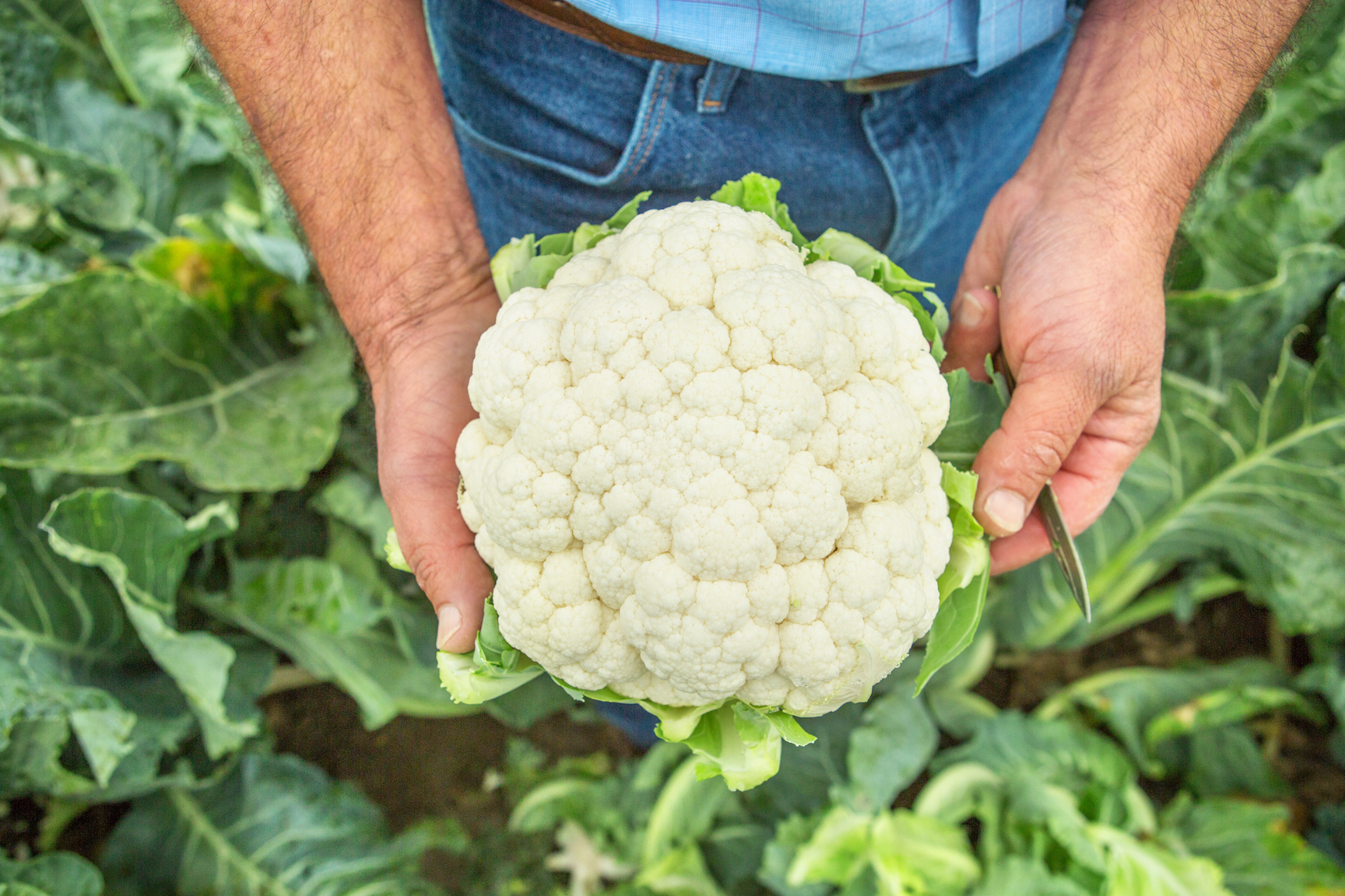 The Man Behind Our Cauliflower Power | The Fresh Times